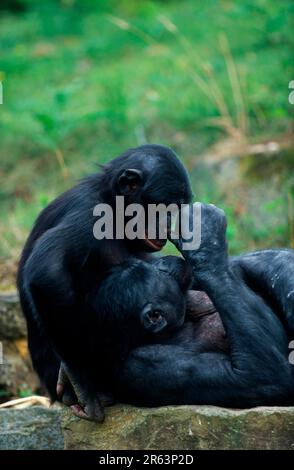 Bonobo (Pan paniscus) young male sitting on fallen tree, La Vallee Des ...