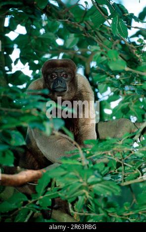Common Woolly Monkey (Lagothrix lagotricha Stock Photo - Alamy