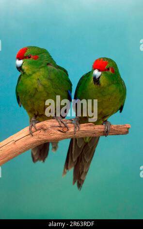 Red-fronted Parakeets (Cyanoramphus novaezelandiae), males, male ...
