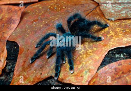Metallic rose-toothed tarantula (Avicularia metallica) spider Stock ...