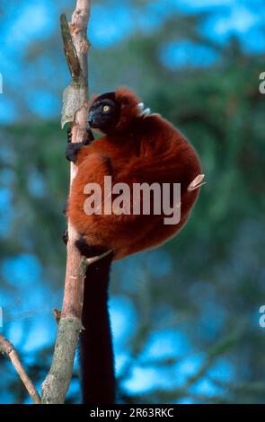 Red frilled lemur (Varecia variegata rubra Stock Photo - Alamy