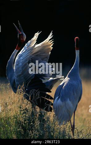 The sarus crane (Antigone antigone) courtship pair at Bharatpur Bird ...