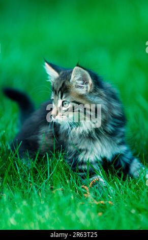 Norwegian Forest Cat kitten 10 weeks Stock Photo - Alamy