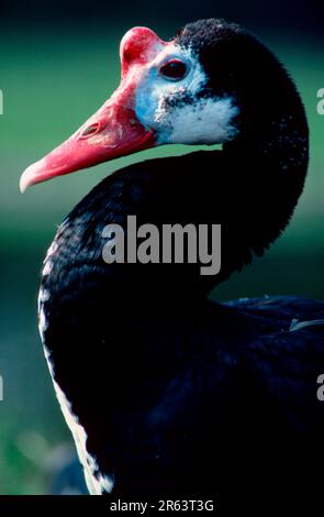 Adult Black Spur-winged Goose (Plectropterus gambensis niger), close-up ...