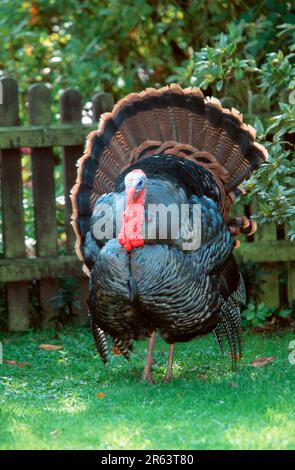 Male domestic common turkey (Meleagris gallopavo) with fluffed up ...