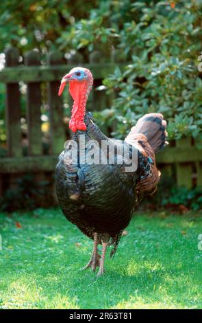 Male domestic common turkey (Meleagris gallopavo) with fluffed up ...