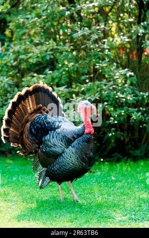Male domestic common turkey (Meleagris gallopavo) with fluffed up ...