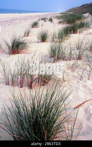 Curonian spit, vegetation of sand dunes in autumn Stock Photo - Alamy