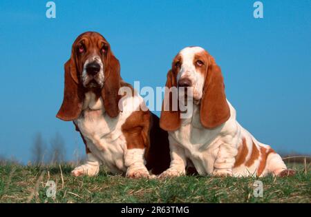 Basset Hounds, tricolour and lemon yellow Stock Photo - Alamy