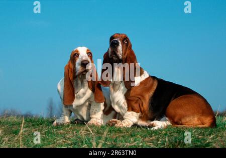 Basset Hounds tricolor and lemon white Stock Photo - Alamy