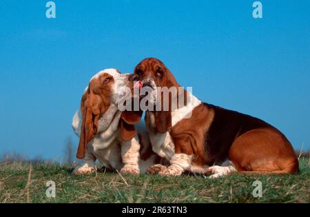 Basset Hounds, tricolour and lemon yellow Stock Photo - Alamy