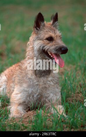 Dog Belgian shepherd Laekenois adult standing meadow Stock Photo - Alamy