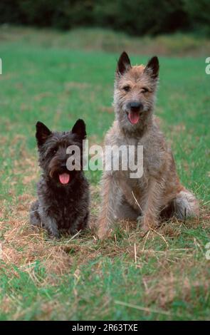 Dog Belgian shepherd Laekenois two puppies sitting in a field Stock Photo - Alamy