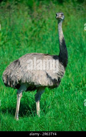 Male South American Greater Rhea or Ñandú (Rhea americana), native to ...