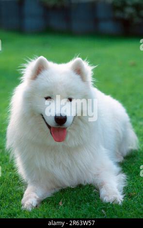 Samoyed dog front view smile portrait close up Stock Photo - Alamy