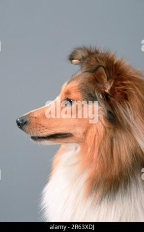 Shetland Sheepdog Sheltie side profile Stock Photo - Alamy