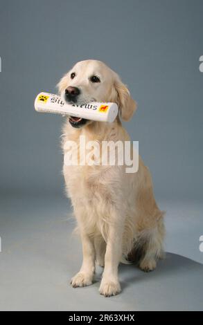 Golden Retriever with Toy Magazine Stock Photo - Alamy