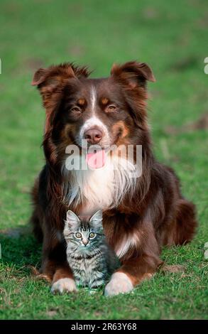 animal friendship : domestic cat and Australian Cattle dog Stock Photo ...