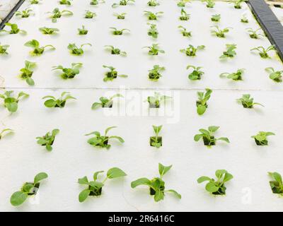 Hydroponics System growing vegetables, Salad in a garden in Thailand ...