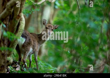 A Yaku-shika deer is pictured in an evergreen broadleaf forest on ...