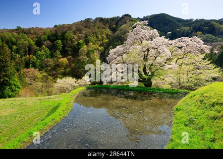Cherry blossom of Koma-Tsunagi Stock Photo - Alamy