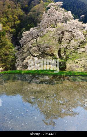 Cherry blossom of Koma-Tsunagi Stock Photo - Alamy