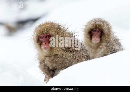 A baby monkey enduring the cold Stock Photo - Alamy