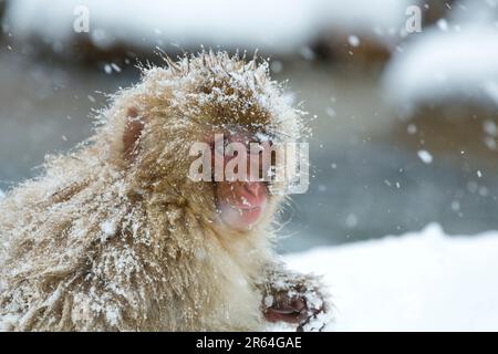 A baby monkey enduring the cold Stock Photo - Alamy