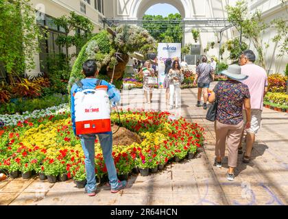 Person watering plants, Camino de Flores event, Street of Flowers ...