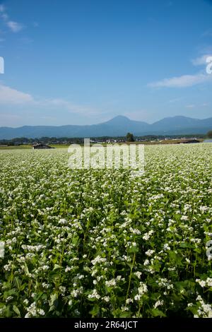 Buckwheat field and Yatsugatake mountain range Stock Photo - Alamy