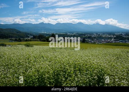 Buckwheat field and Yatsugatake mountain range Stock Photo - Alamy