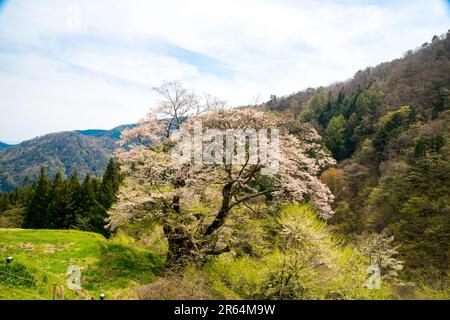 Cherry blossom of Koma-Tsunagi Stock Photo - Alamy