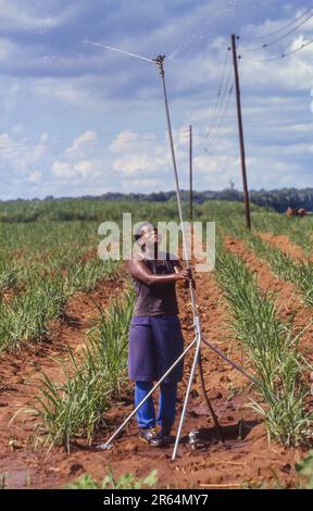 Swaziland, farm workers install an irrigation system on a sugar cane ...