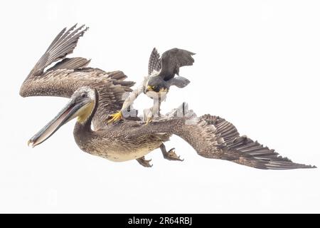 STUNNING photos show the world’s fastest bird - a peregrine falcon ...