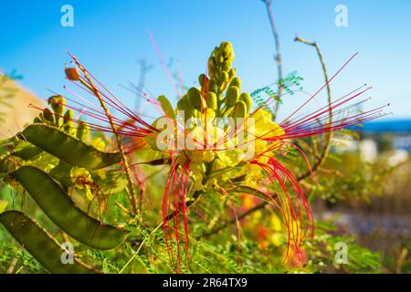 Bird of Paradise shrub,Kamari village,Santorini.Greece.Fast-growing and ...