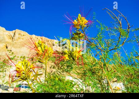Bird of Paradise shrub,Kamari village,Santorini.Greece.Fast-growing and ...