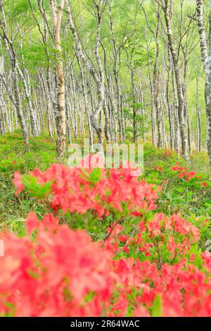 Shirakabadaira's white birch forest and Renge azalea Stock Photo - Alamy