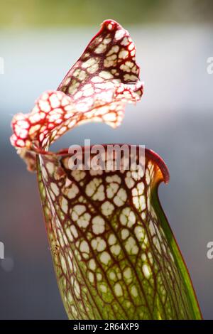 Trumpet Pitchers (Sarracenias) in close up Stock Photo - Alamy