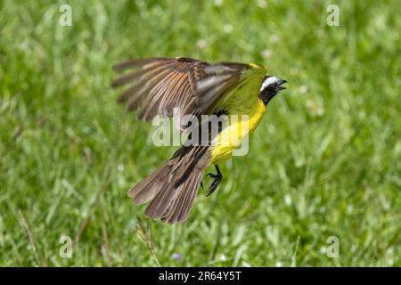 Great Kiskadee, flying, Iwokrama River Lodge, Iwokrama rainforest ...