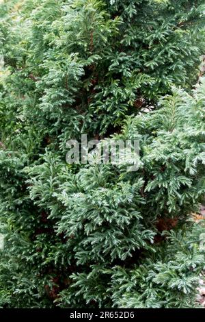 Chamaecyparis pisifera 'Boulevard', cypress conifer conifers evergreen ...