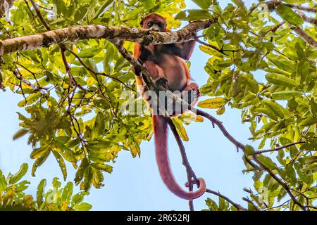 Guyanan red howler, Alouatta macconnelli, monkey, Burro Burro River ...