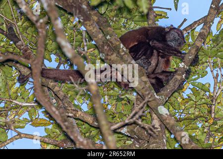 Guyanan red howler, Alouatta macconnelli, monkey, Burro Burro River ...