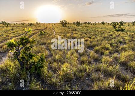 Dawn, Rupununi Savannah, Guyana Stock Photo - Alamy