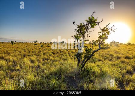 Dawn, Rupununi Savannah, Guyana Stock Photo - Alamy