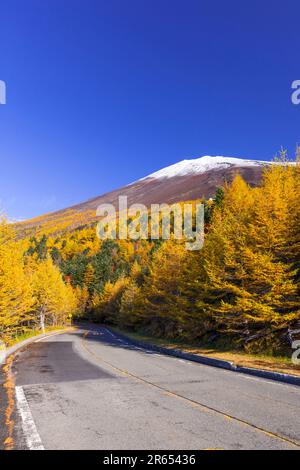 Fuji and Yellow Leaves Stock Photo - Alamy