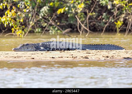Black Caiman, Rupununi River, Rupununi Savannah, Upper Takutu-Upper ...