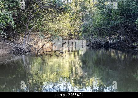 Rupununi River, Rupununi Savannah, Upper Takutu-Upper Essequibo region ...