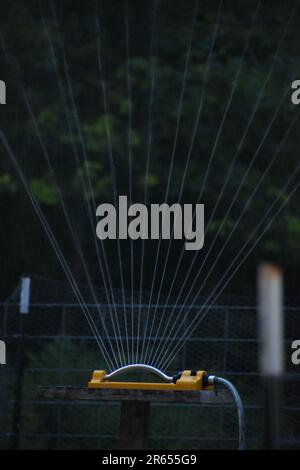 Streams of water shoot out of an oscillating sprinkler onto a small ...