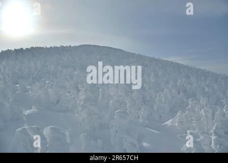 Frost covered trees in Zao Stock Photo - Alamy