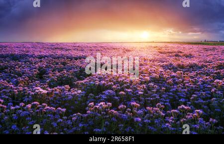Flower beautiful wallpaper Stock Photo - Alamy